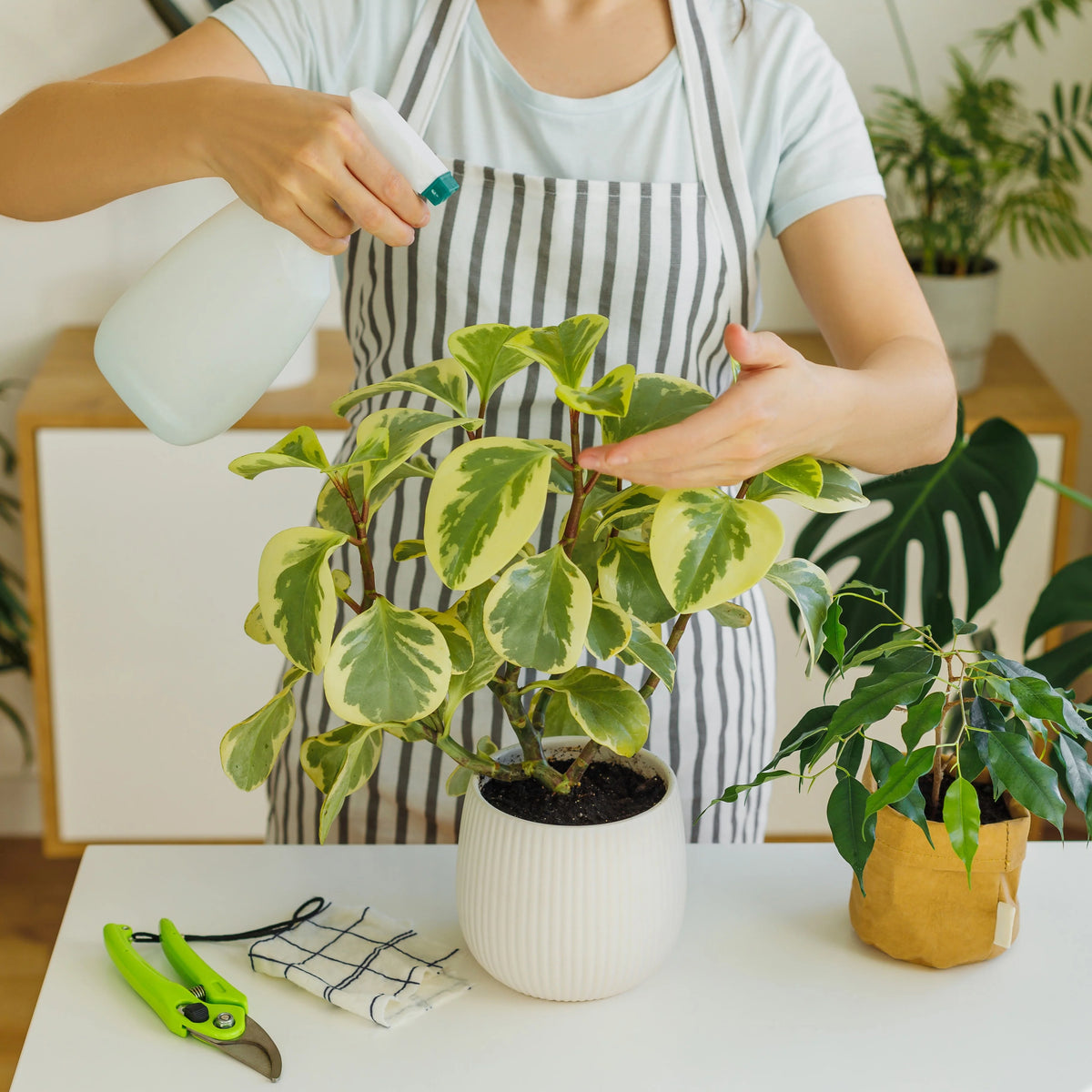 A Complete Solution for Houseplant Protection: How Instant Plant Prote ...