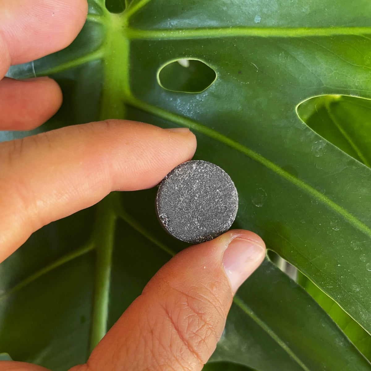 Revive or Maintain: Instant Plant Support Tablets for Healthy Housepla ...